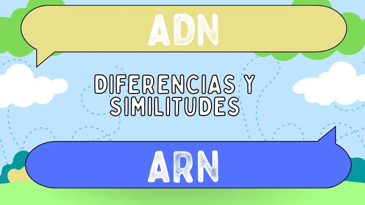 Diferencias entre adn y arn