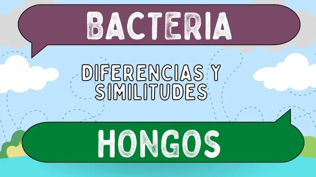 Diferencias entre bacteria y hongos