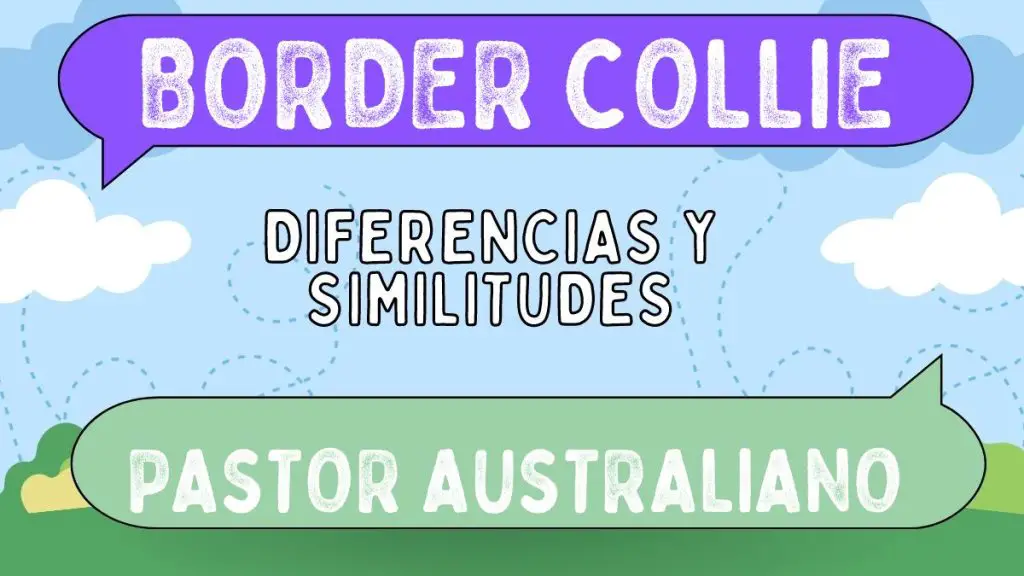 Diferencias entre border collie y pastor australiano