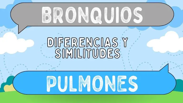 Diferencias entre bronquios y pulmones