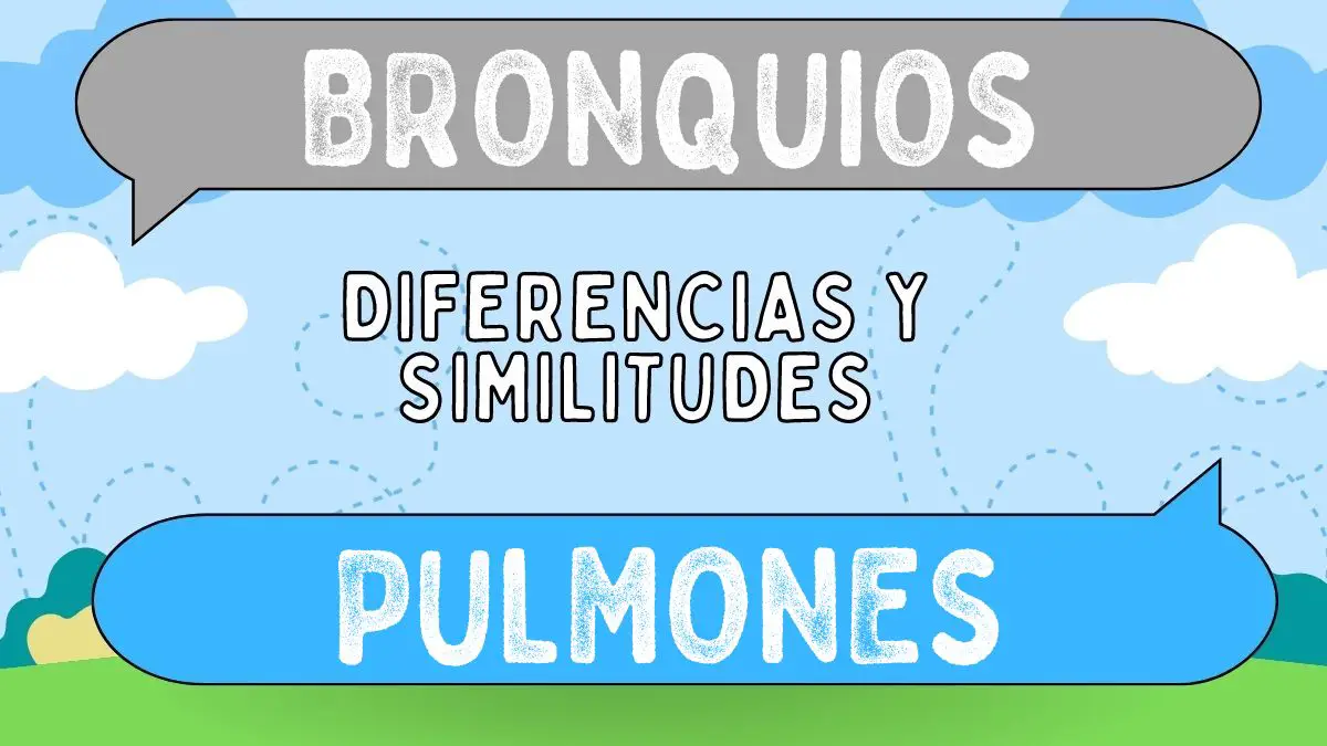 Diferencias entre bronquios y pulmones