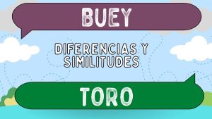 Diferencias entre buey y toro
