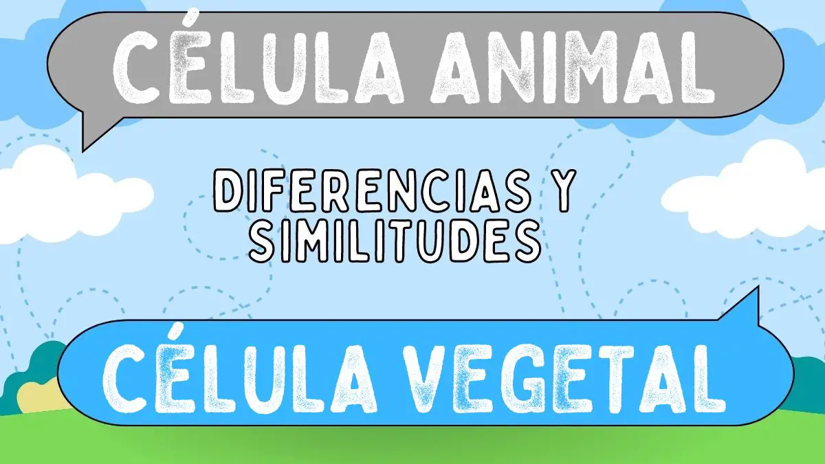Diferencias entre célula animal y célula vegetal