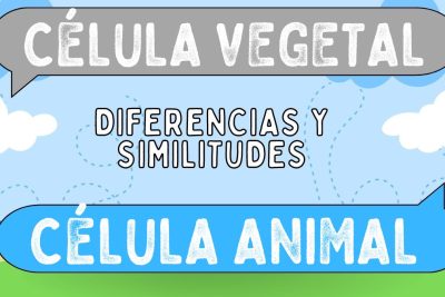 Diferencias entre bio y eco