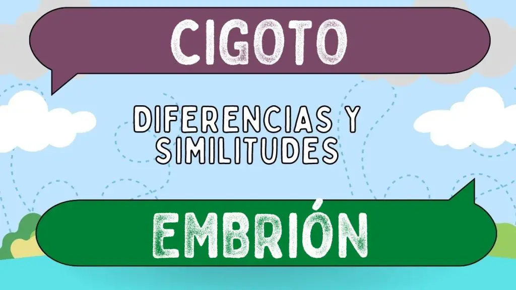 Diferencias entre cigoto y embrión