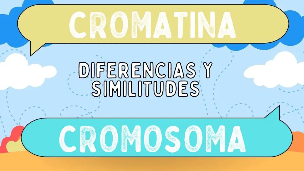 Diferencias entre cromatina y cromosoma