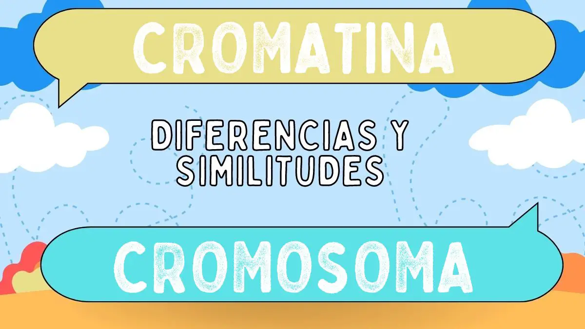 Diferencias entre cromatina y cromosoma