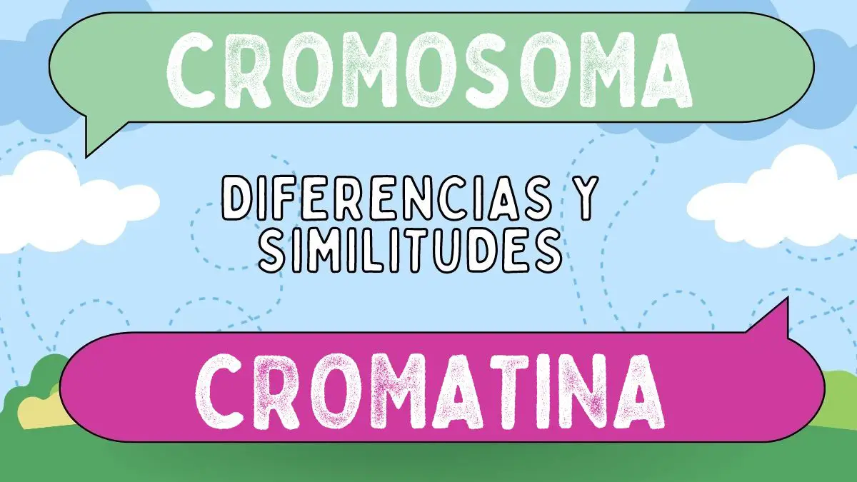 Diferencias entre cromosoma y cromatina