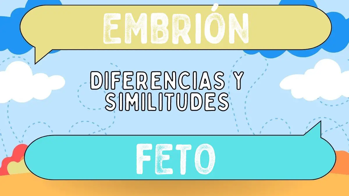 Diferencias entre embrión y feto
