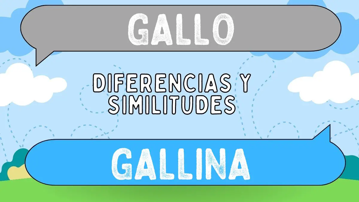 Diferencias entre gallo y gallina