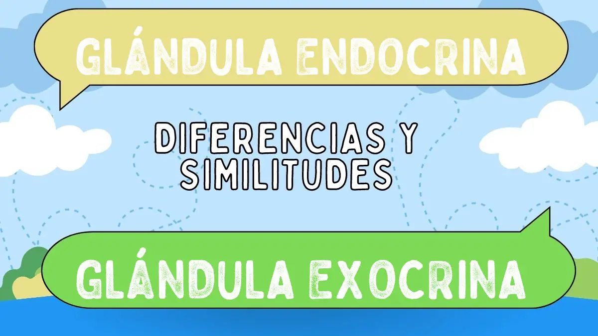 Diferencias entre glándula endocrina y glándula exocrina