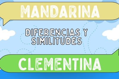 Diferencias entre zamburiña y vieira