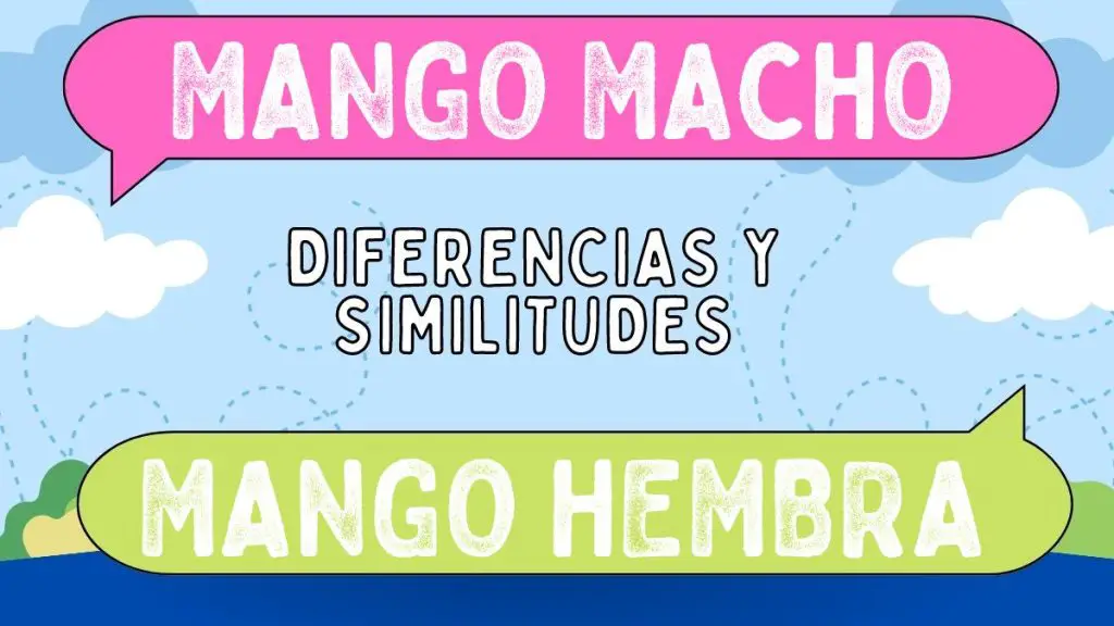 Diferencias entre mango macho y mango hembra
