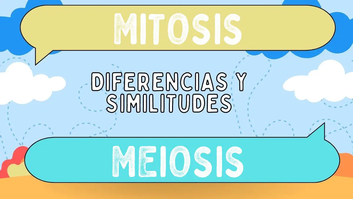 Diferencias entre mitosis y meiosis