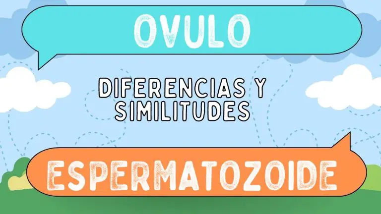 Diferencias entre ovulo y espermatozoide