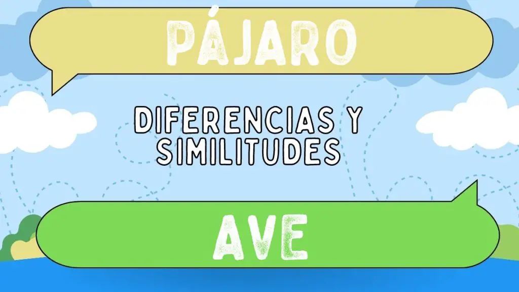 Diferencias entre pájaro y ave