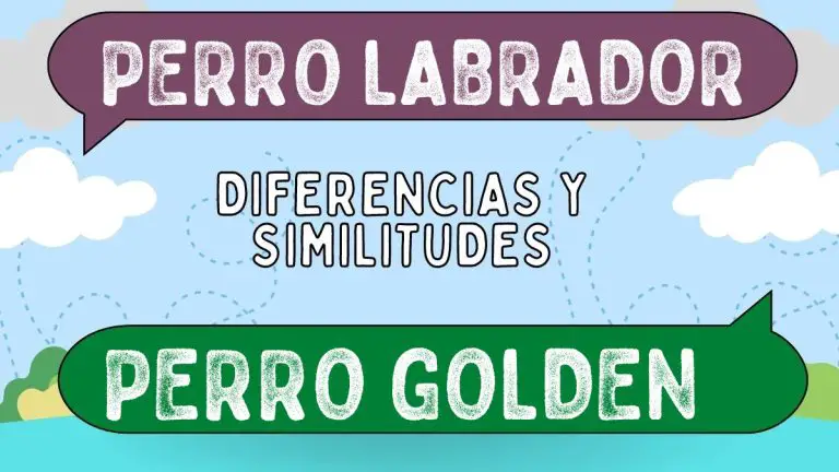 Diferencias entre perro labrador y perro golden