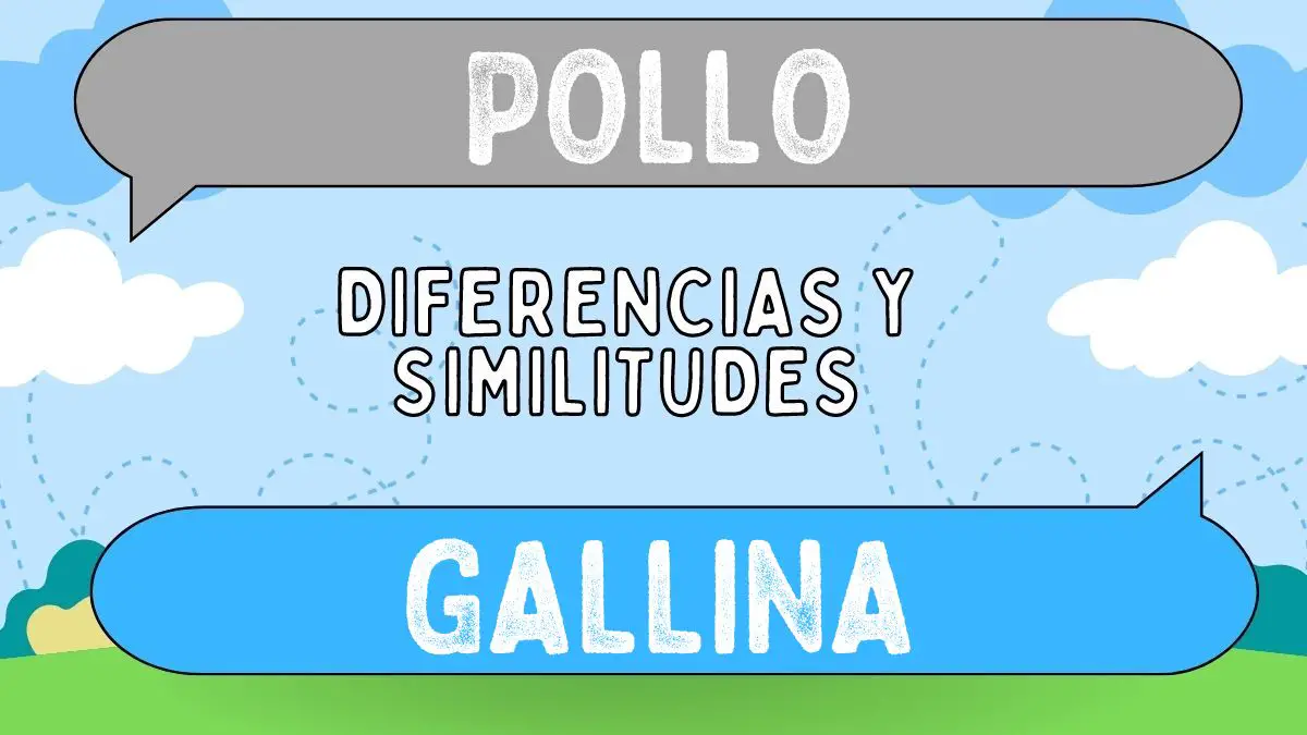 Diferencias entre pollo y gallina