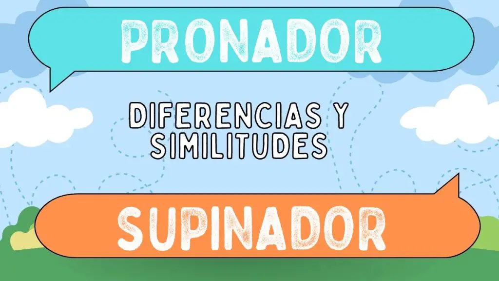 Diferencias entre pronador y supinador