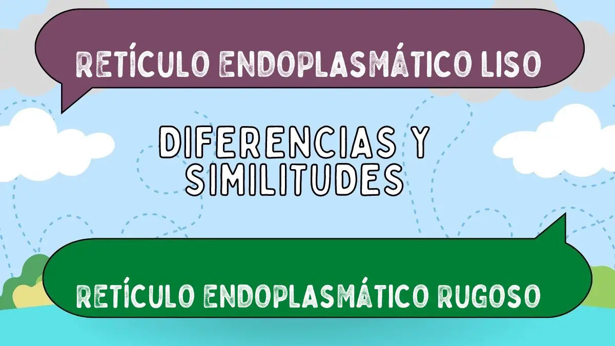 Diferencias entre retículo endoplasmático liso y retículo ...