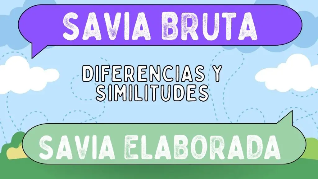 Diferencias entre savia bruta y savia elaborada