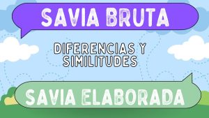 Diferencias entre savia bruta y savia elaborada