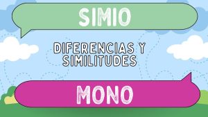 Diferencias entre simio y mono