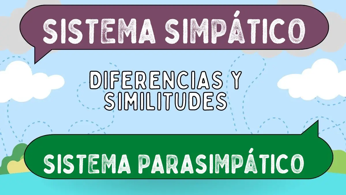 Diferencias entre sistema simpático y sistema parasimpático
