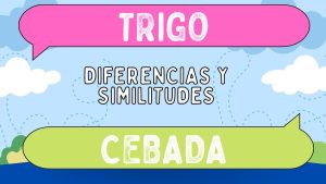 Diferencias entre trigo y cebada