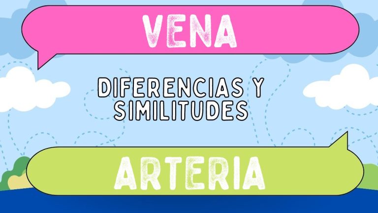 Diferencias entre vena y arteria
